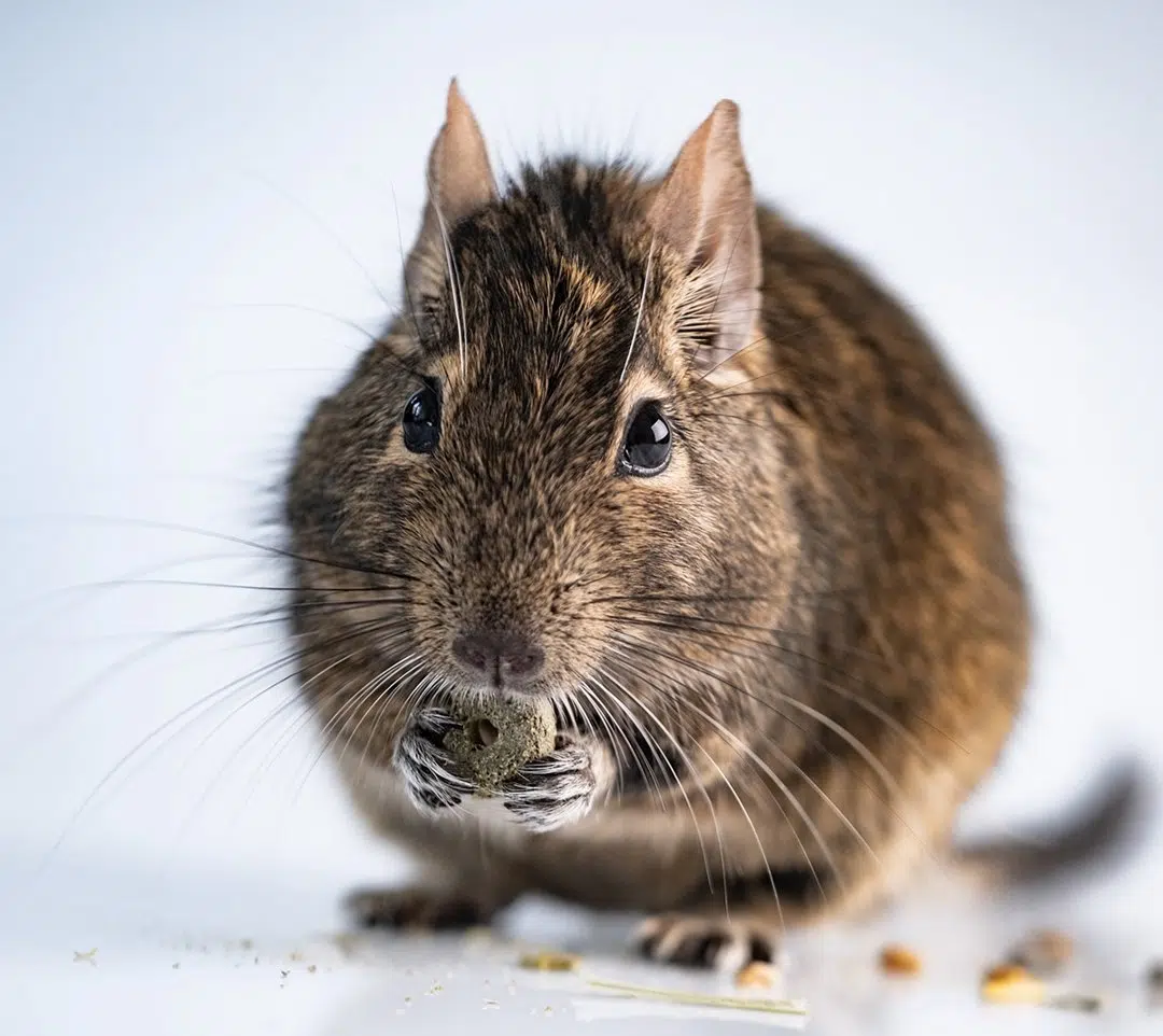 What foods do degus eat? | Supreme Petfoods