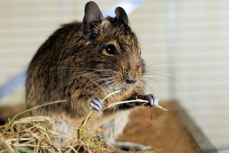 Degu care – how to handle degus | Supreme Petfoods