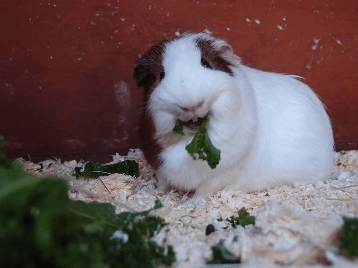 Molly Varga Gives Advice on Cushing’s Disease in Hamsters | Supreme ...