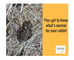 7 Things You Really Need to Know about Rabbit Poo! | Supreme Petfoods