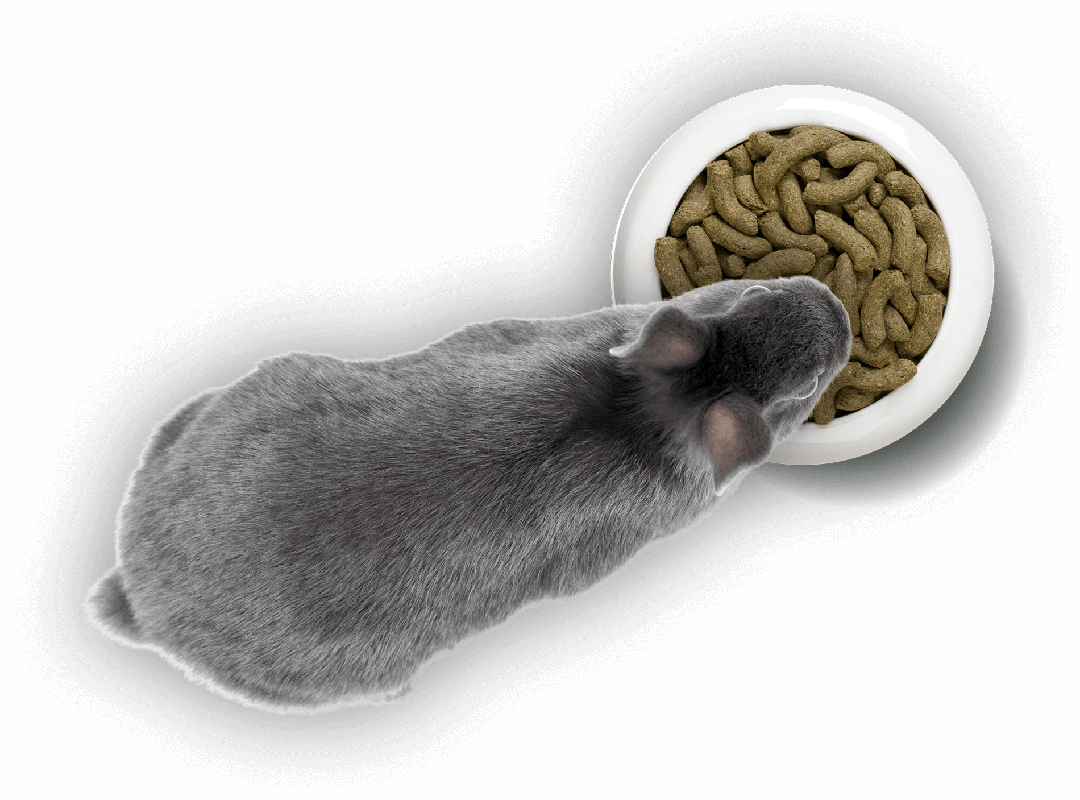 Rabbits | Supreme Petfoods