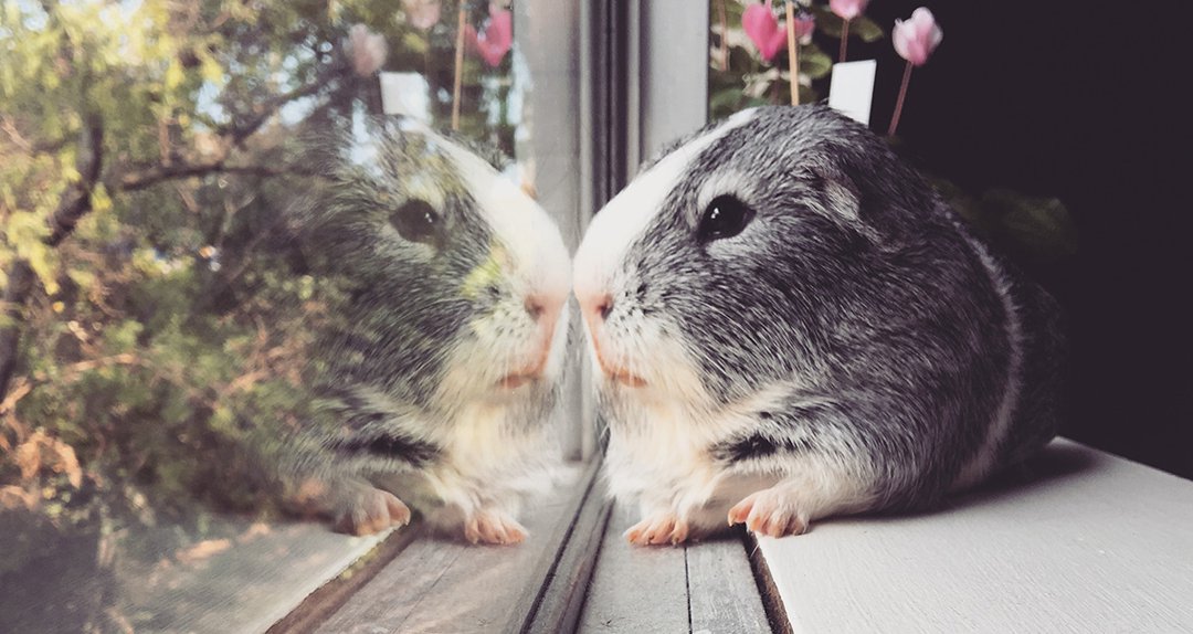 Les petits animaux de compagnie, Un engagement pour la vie: Les petits ...