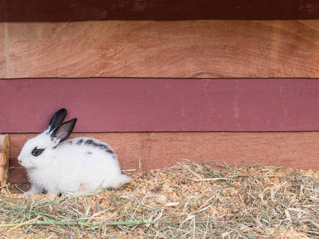 Bunny love – dos and don’ts – 10 best ways to show your rabbits you ...