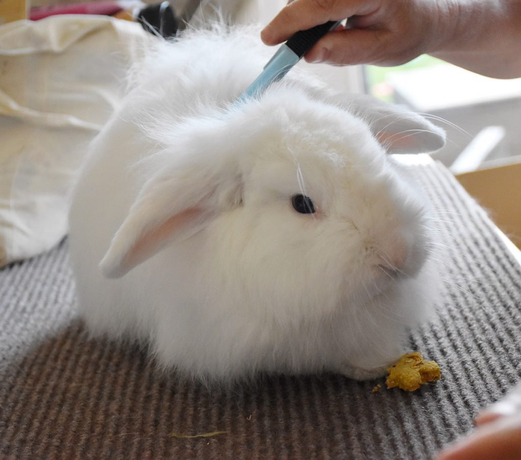 The Seasons of Fluff: Understanding Your Rabbit's Moulting Cycle ...