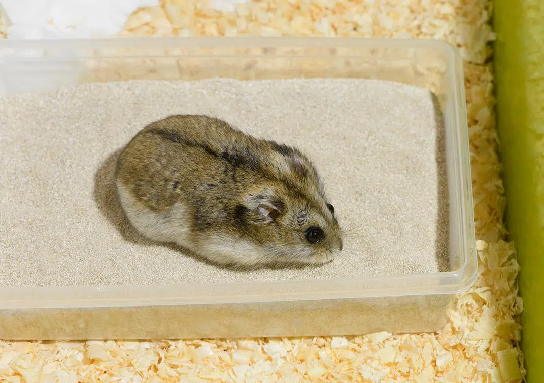 Happy Hamsters – a guide for new owners - Supreme Petfoods