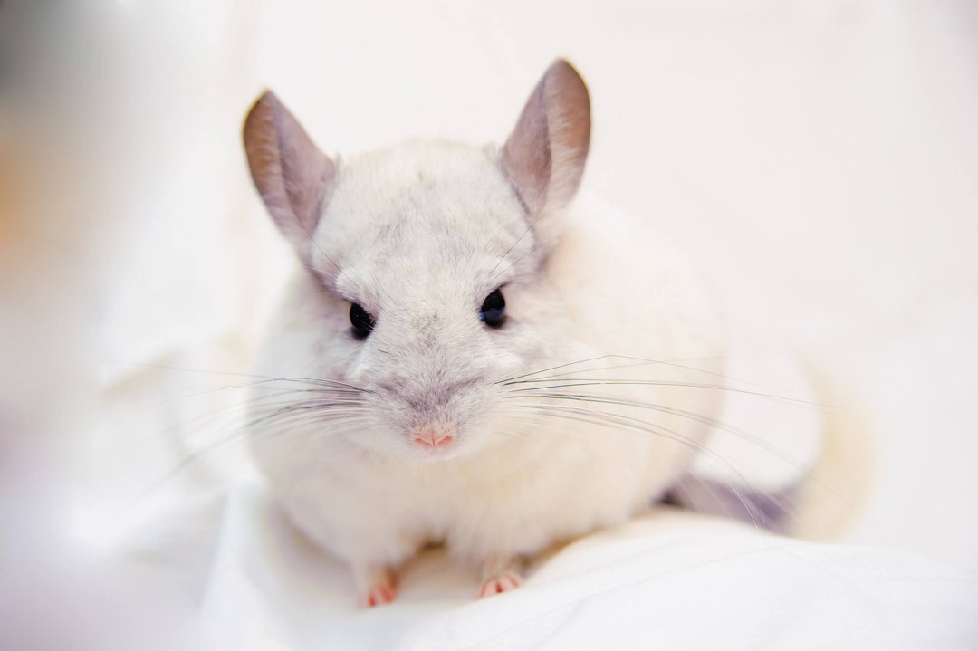 Chinchilla Care and Advise | Supreme Petfoods