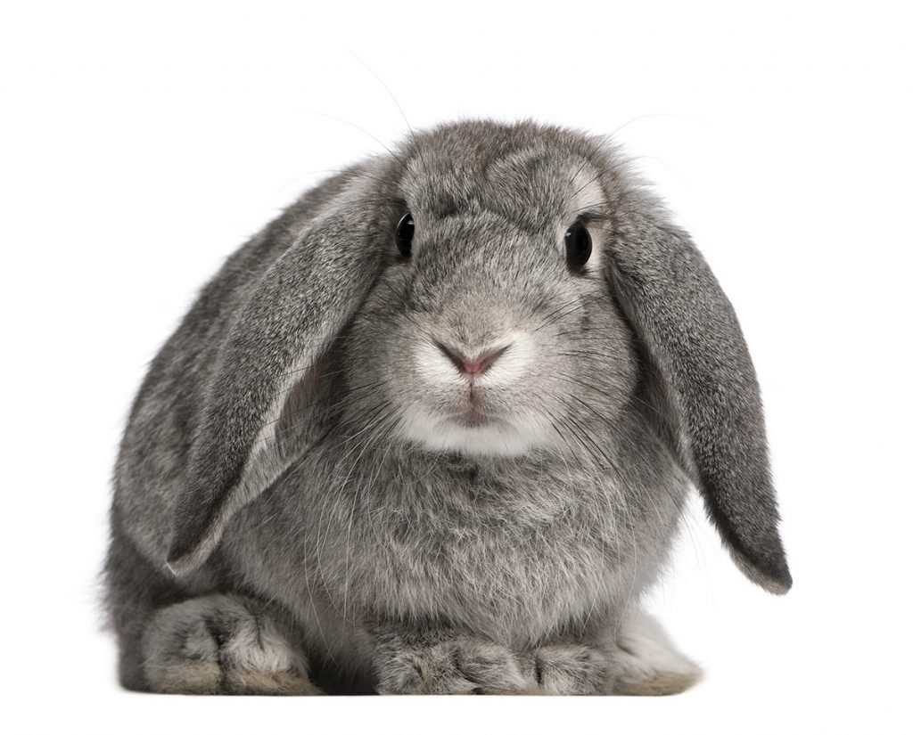 Bunny breeds: choosing your perfect pet - Supreme Petfoods