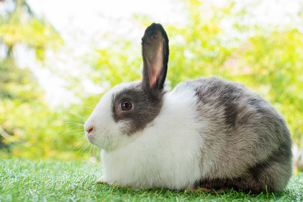 Why are omega 3 and 6 important in foods for rabbits and other small ...