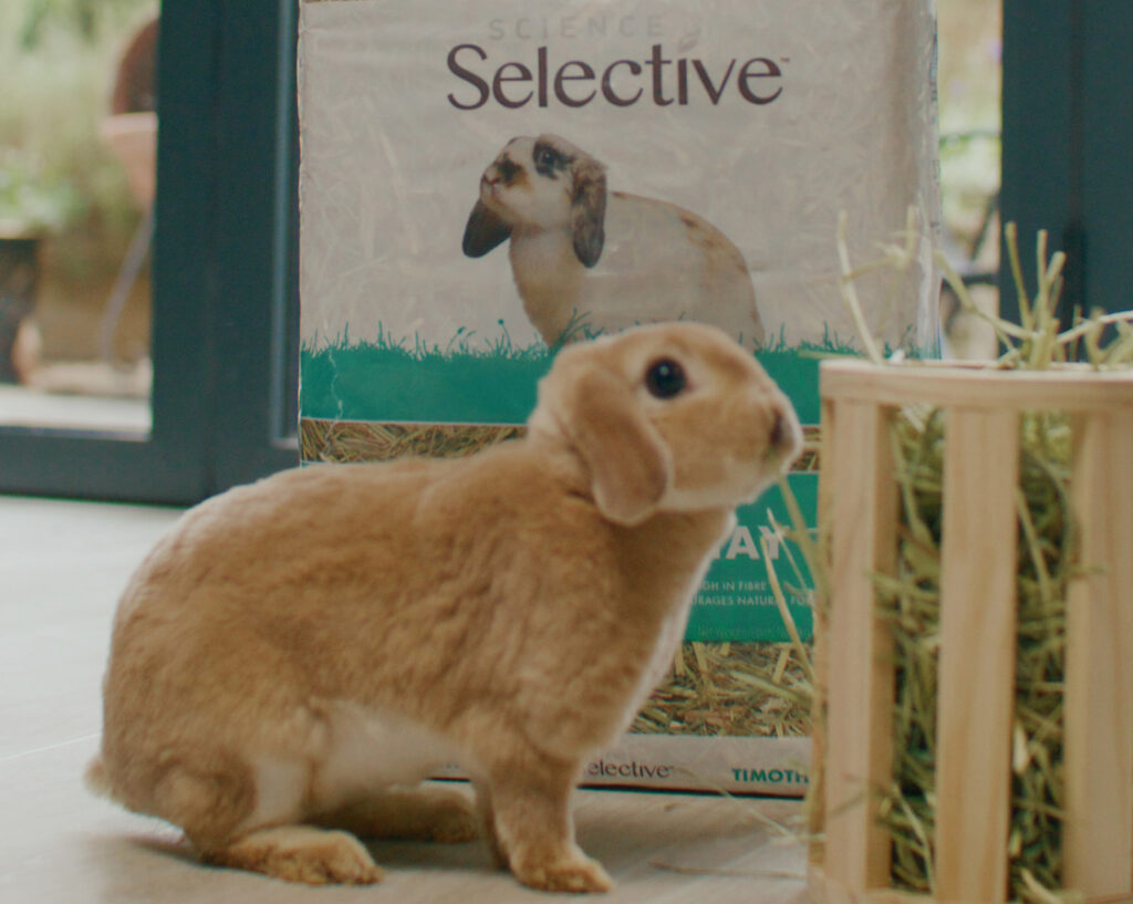 What’s in rabbit food? Healthy diets for happy bunnies - Supreme Petfoods
