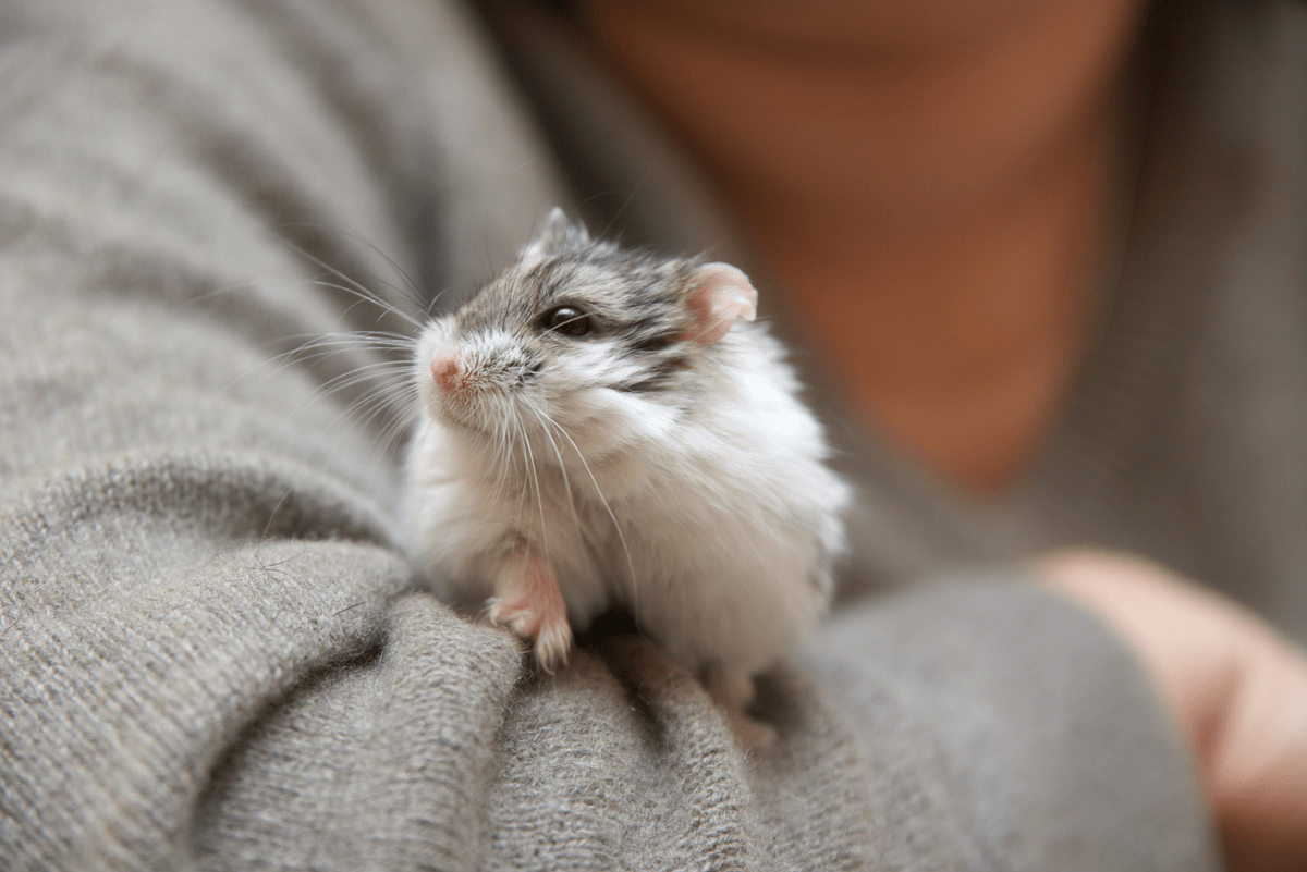 Happy Hamsters – a guide for new owners - Supreme Petfoods
