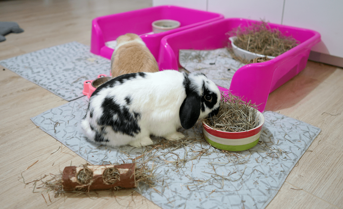 What to do if your bunny eats too fast - Supreme Petfoods